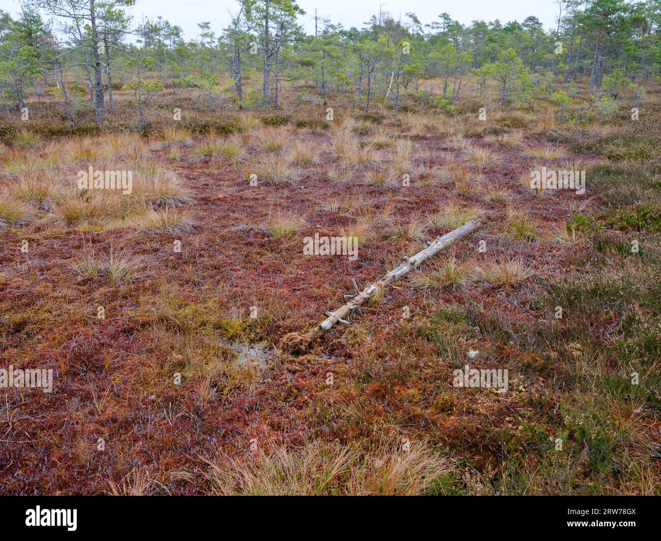 swamp wetlands landscape for gathering turf natural energie field Stock ...