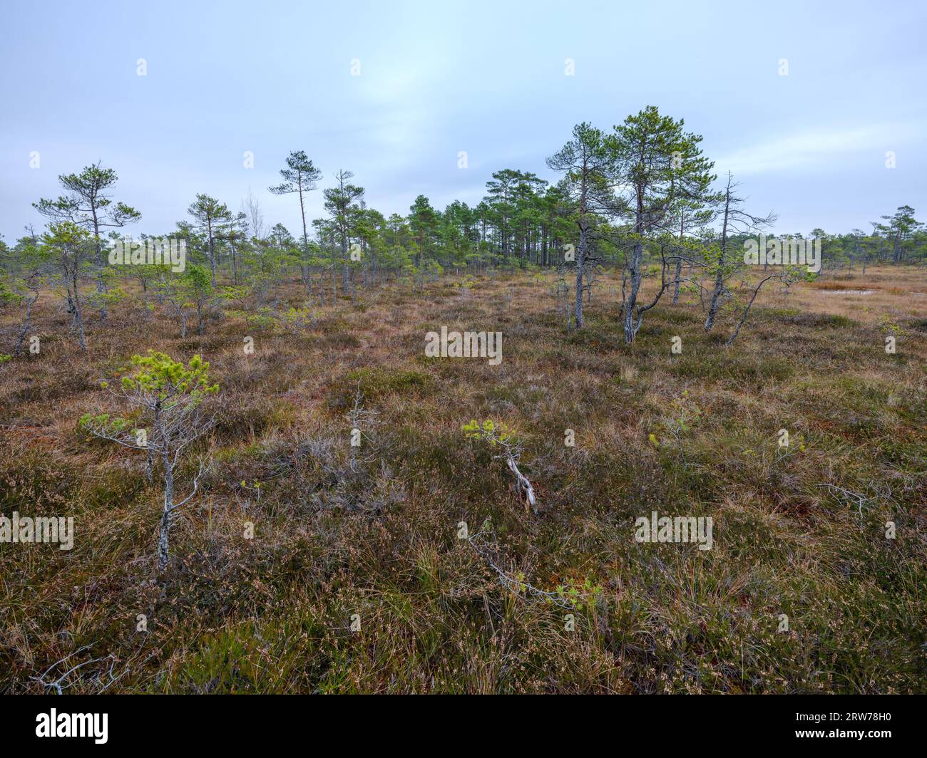 swamp wetlands landscape for gathering turf natural energie field Stock ...