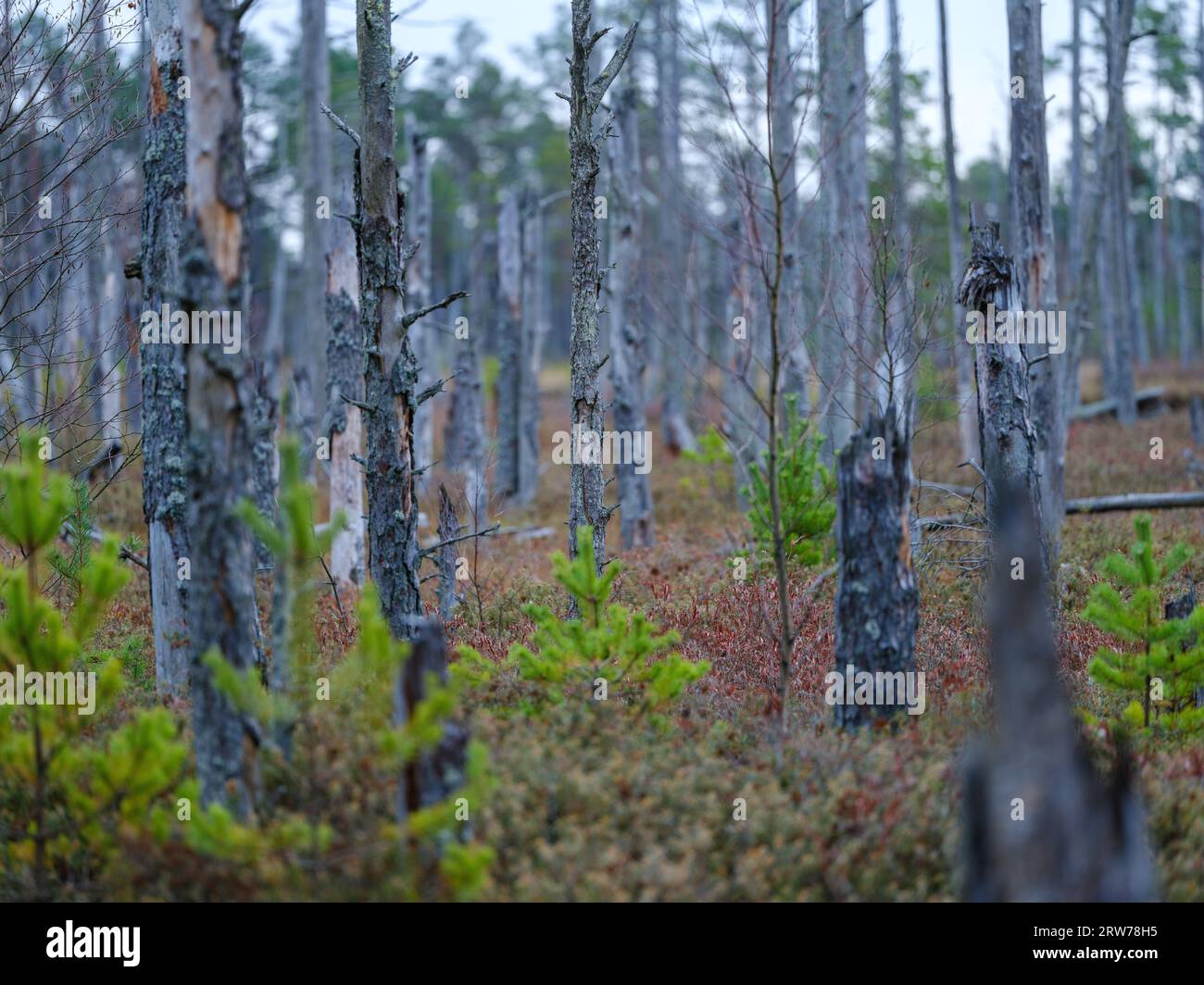 swamp wetlands landscape for gathering turf natural energie field Stock ...