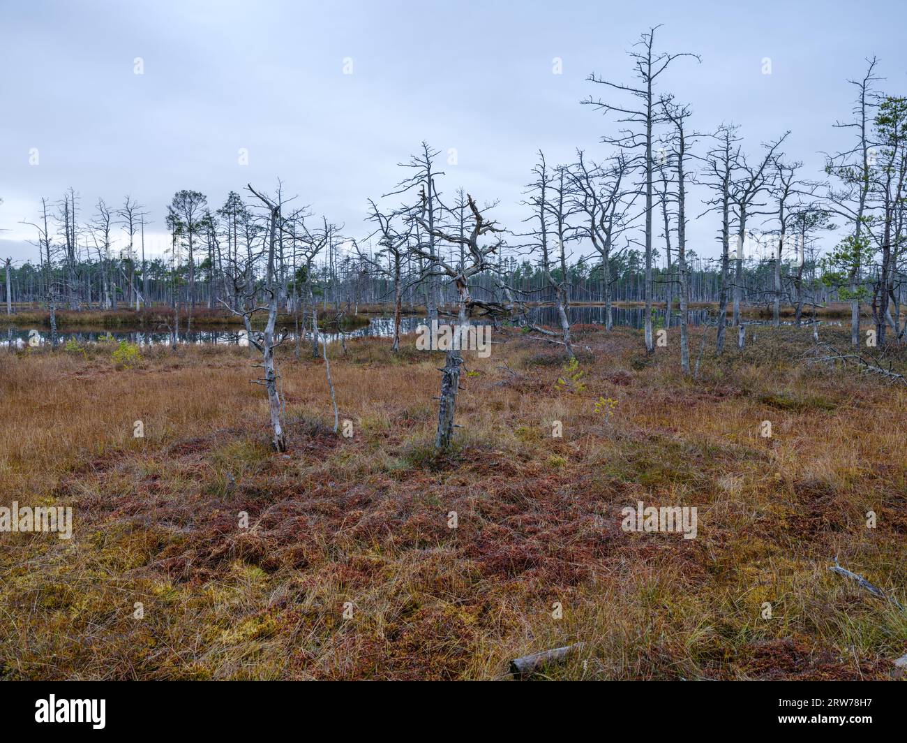 swamp wetlands landscape for gathering turf natural energie field Stock ...