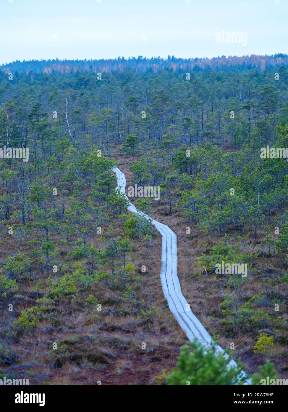 swamp wetlands landscape for gathering turf natural energie field Stock ...