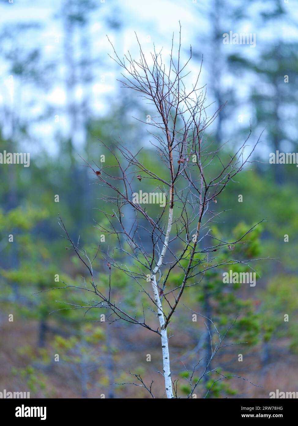 swamp wetlands landscape for gathering turf natural energie field Stock ...