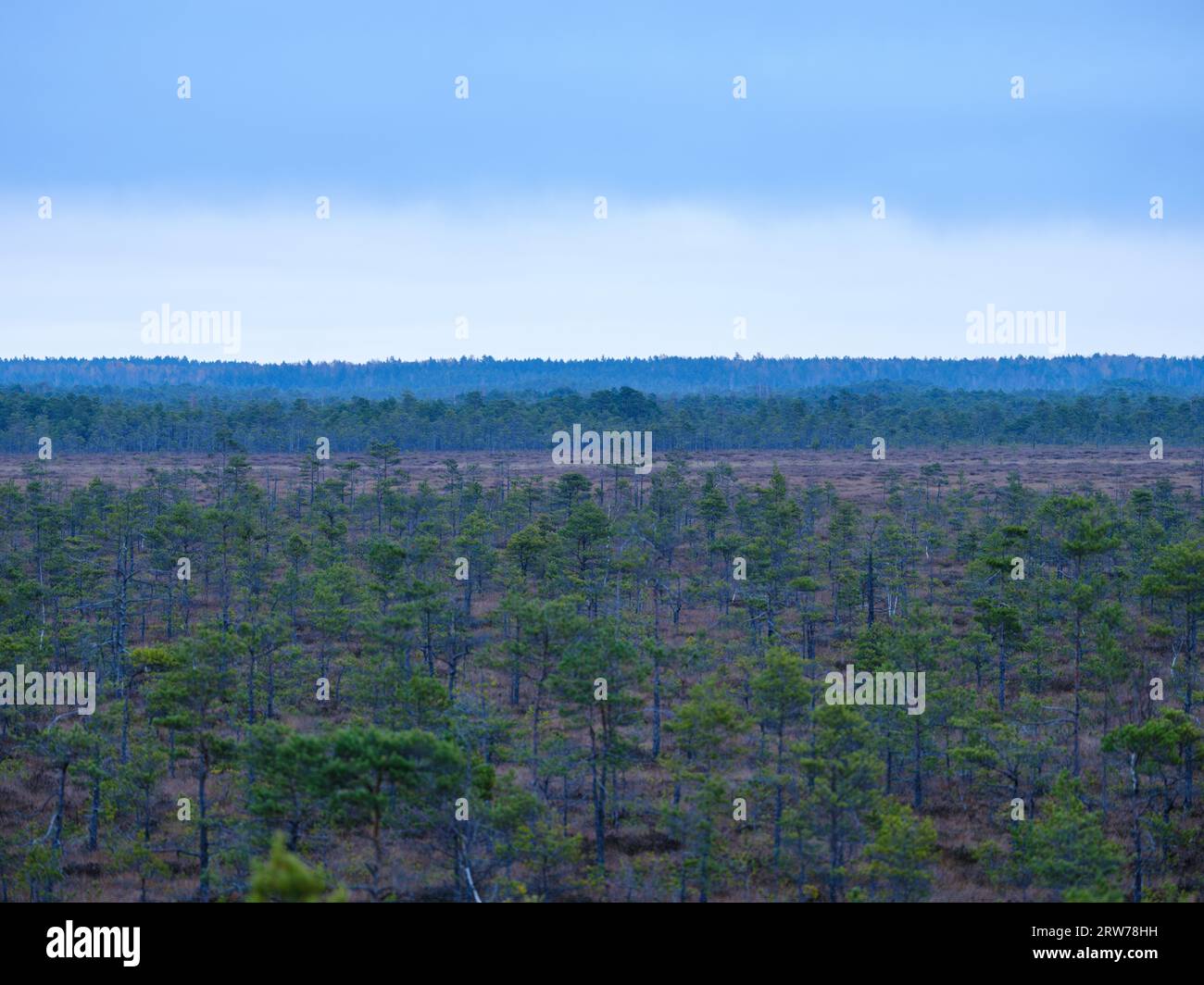 swamp wetlands landscape for gathering turf natural energie field Stock ...