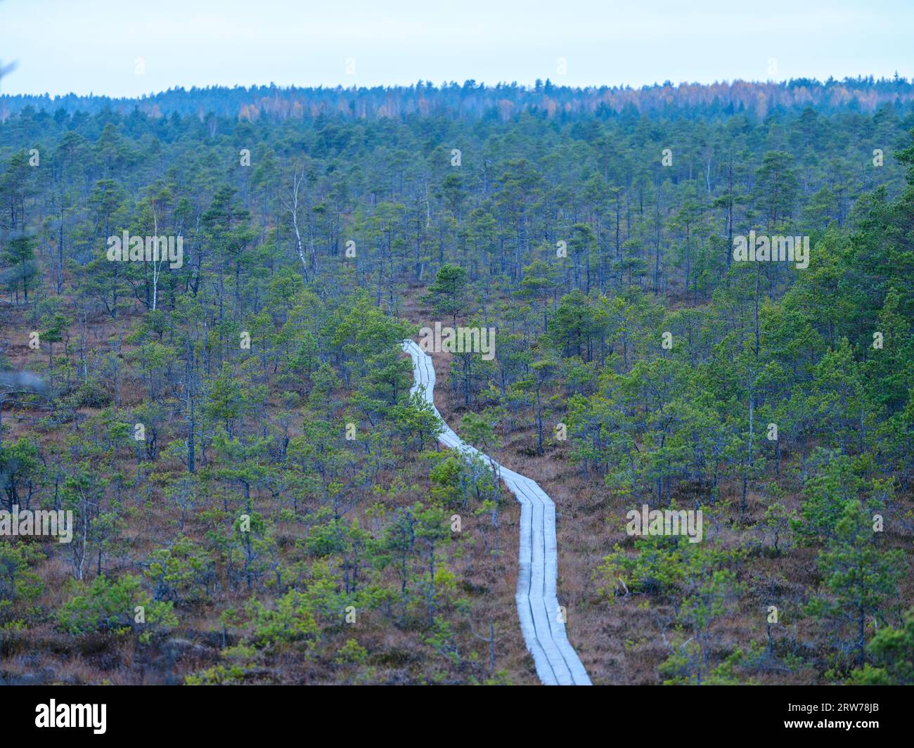 swamp wetlands landscape for gathering turf natural energie field Stock ...