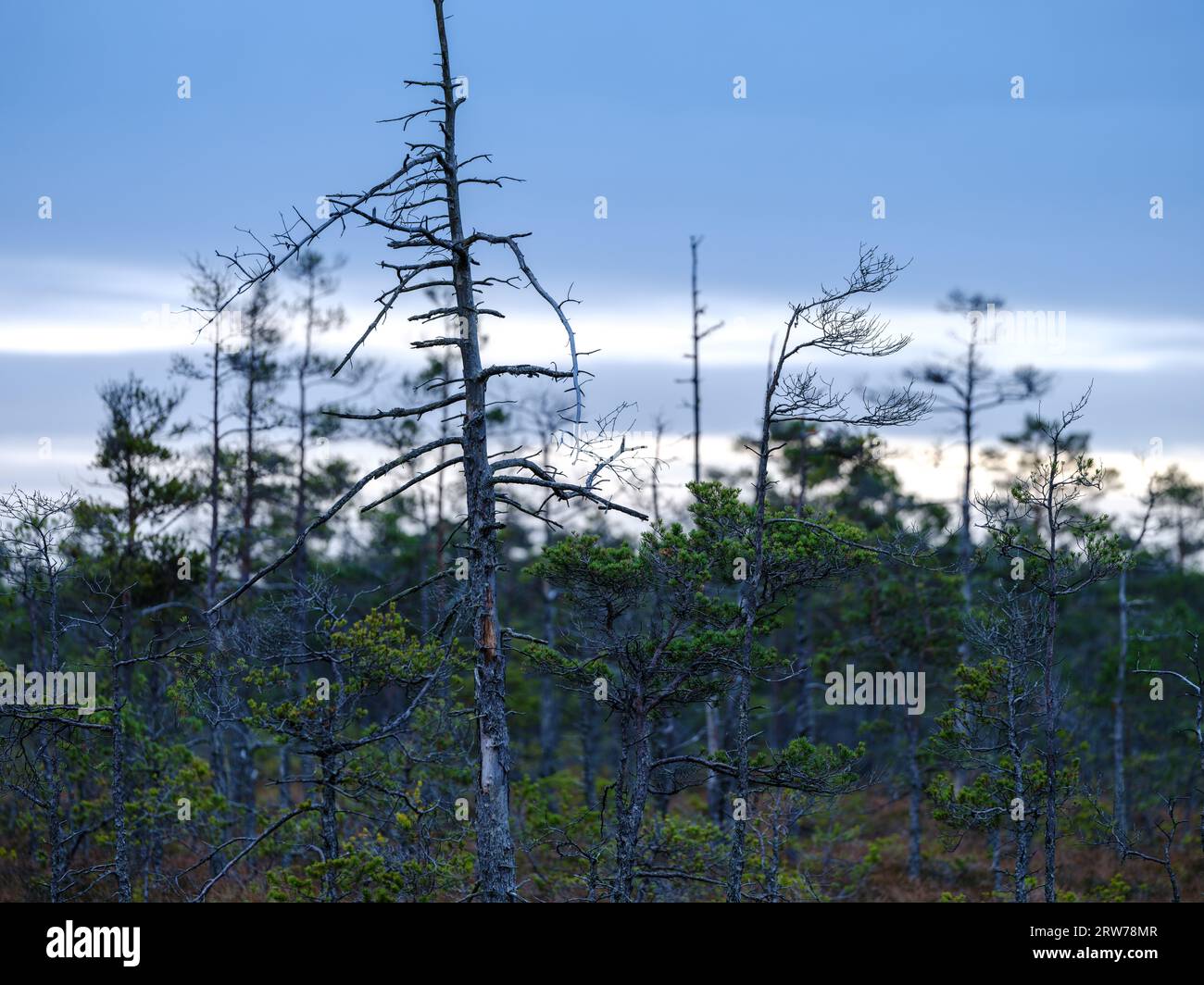 swamp wetlands landscape for gathering turf natural energie field Stock ...