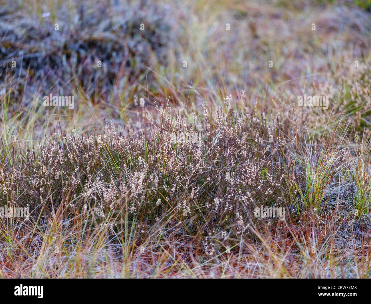 swamp wetlands landscape for gathering turf natural energie field Stock ...