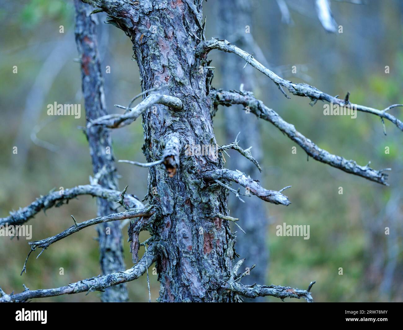 swamp wetlands landscape for gathering turf natural energie field Stock ...