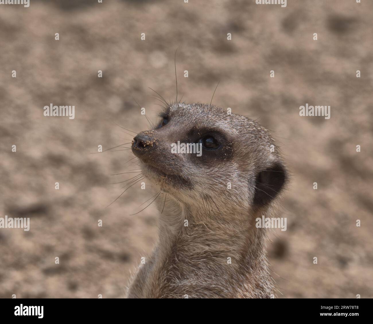 Small carnivorous mammals hi-res stock photography and images - Alamy