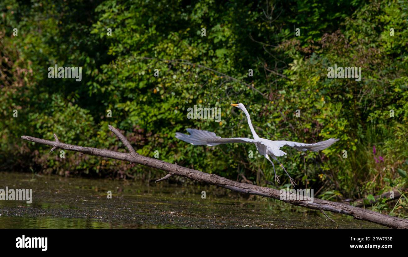 Rare to see in lake ontario hi-res stock photography and images - Alamy