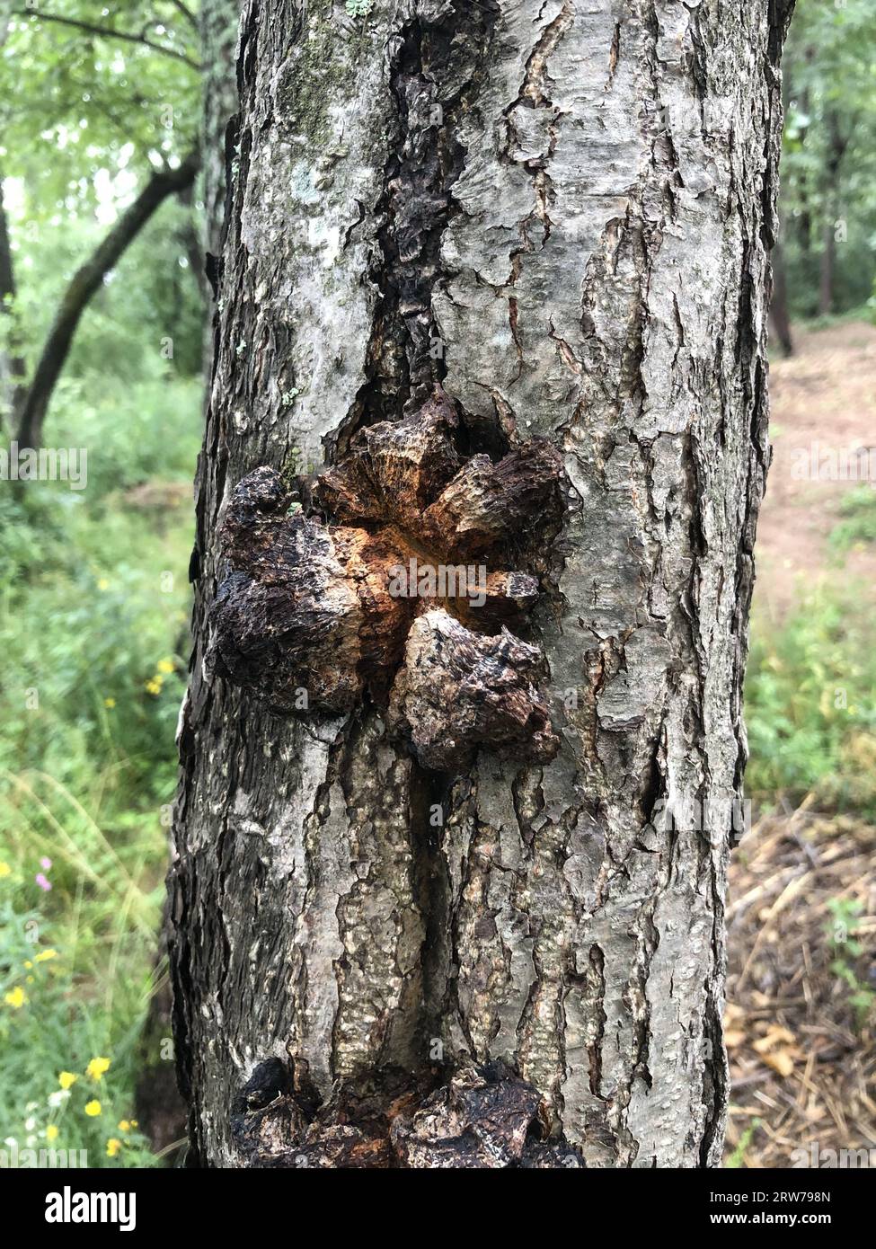 Chaga hi-res stock photography and images - Alamy
