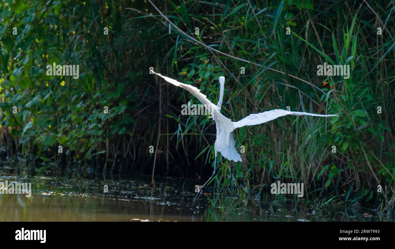 Rare to see in lake ontario hi-res stock photography and images - Alamy