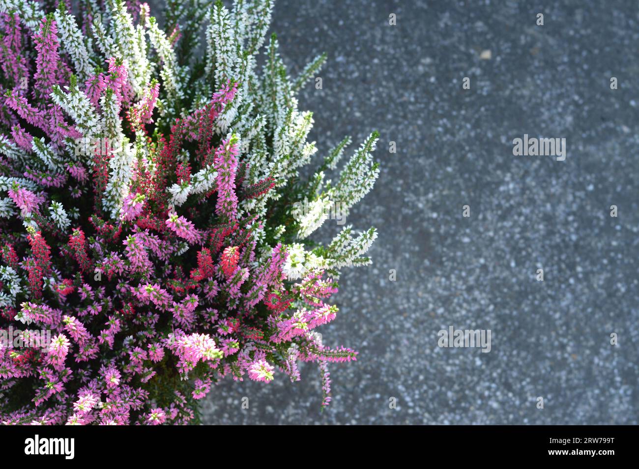 Calluna vulgaris or Heather flowers as floral border on concrete ...