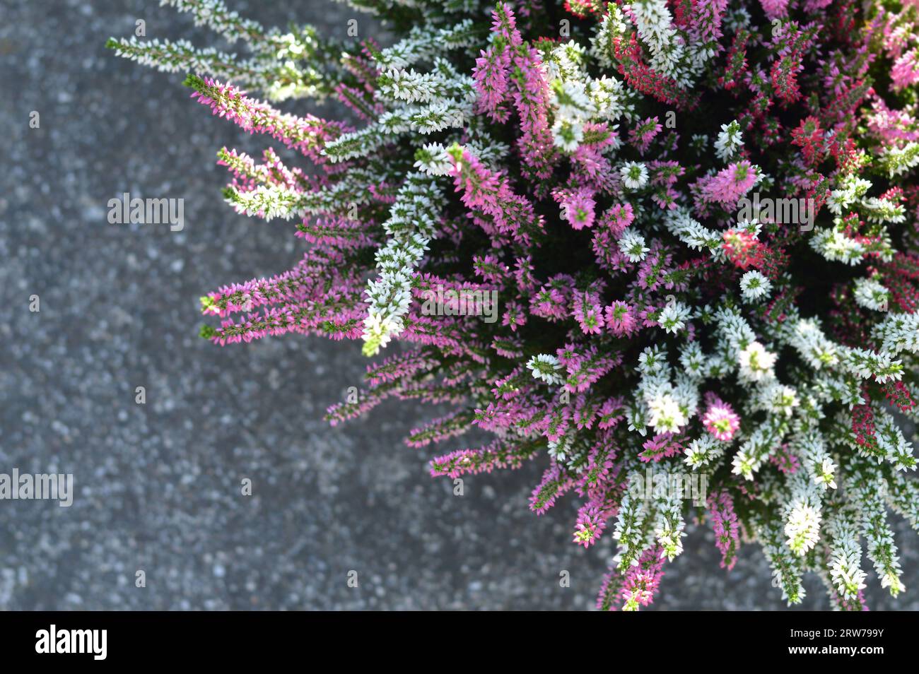 Blossom heather calluna background hi-res stock photography and images ...