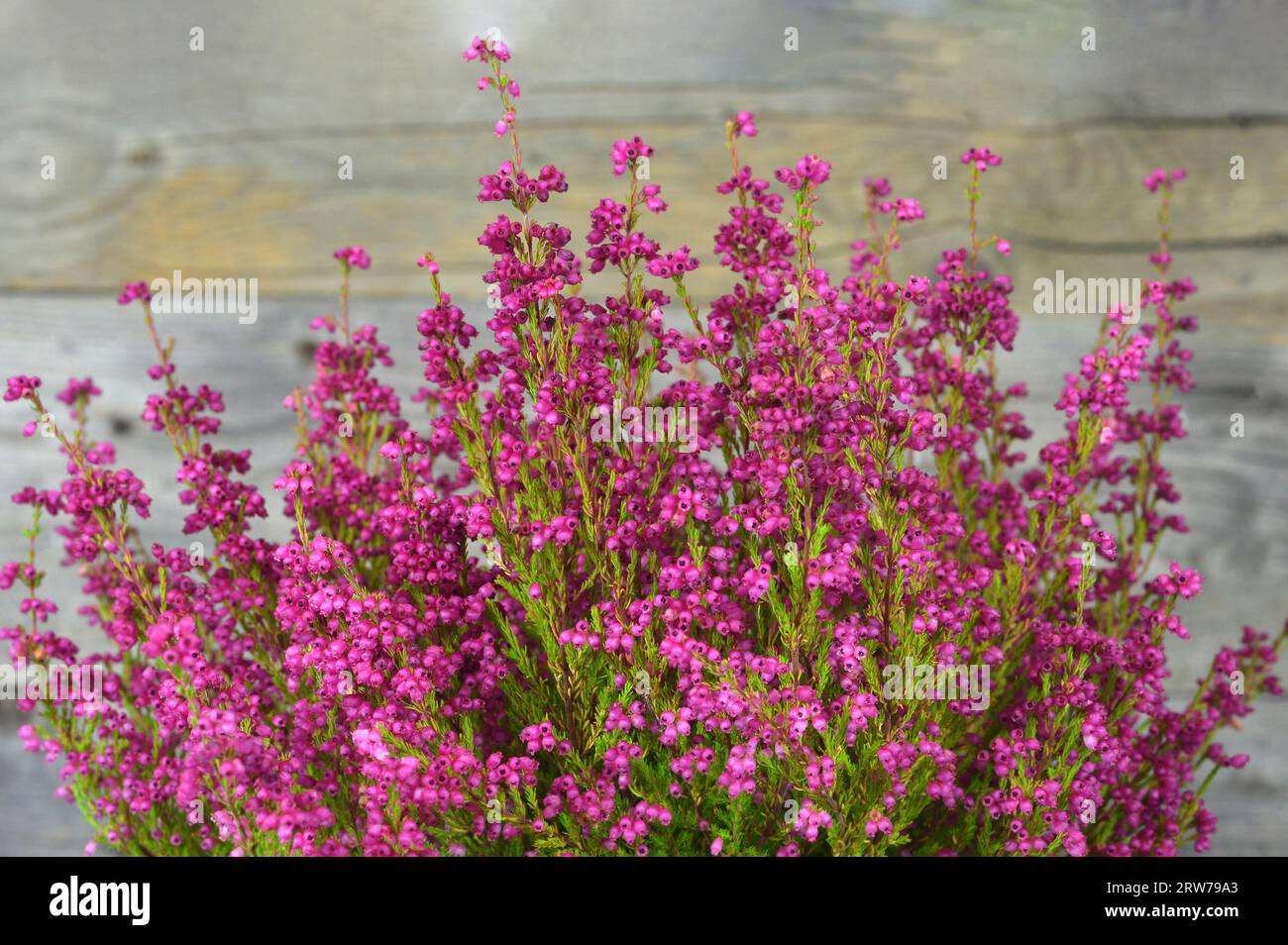 Erica cultivar hi-res stock photography and images - Alamy