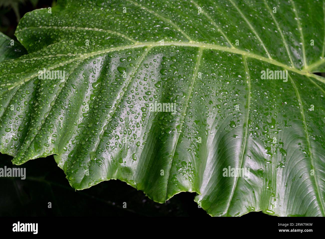 Prominent leaf veins hi-res stock photography and images - Alamy