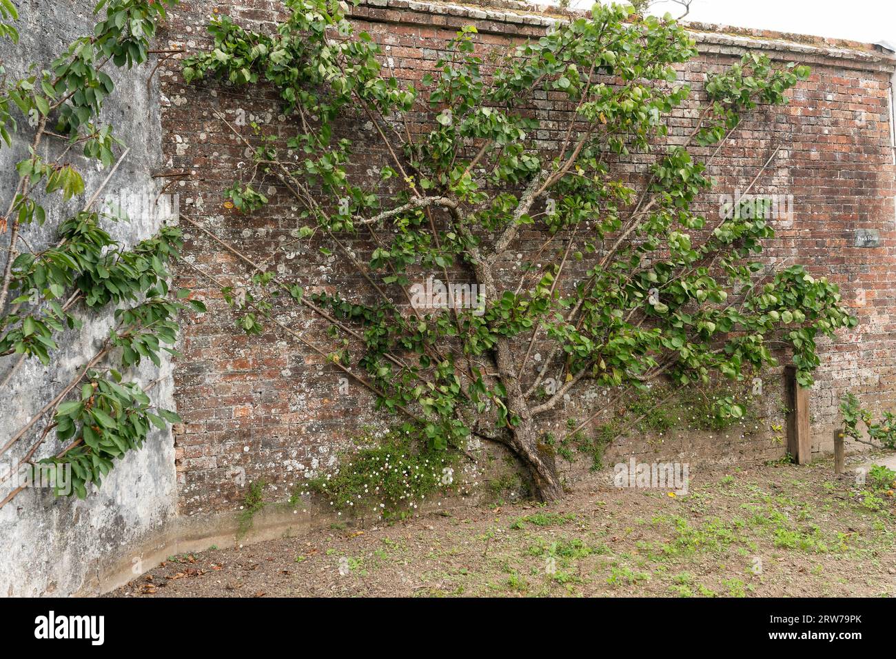 Fruit tree trained against weathered brick wall in traditional walled ...