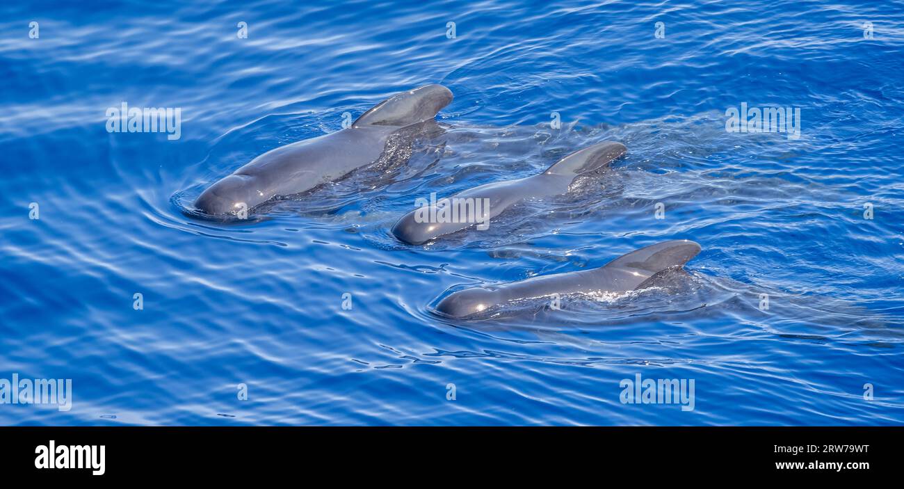 Close up of three Pilot Whales swimming in synchrony on the sea surface ...