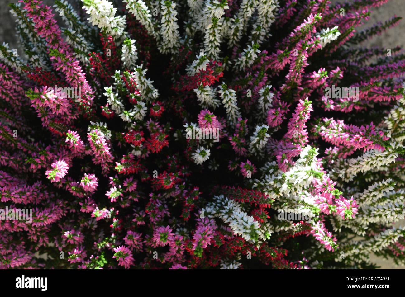 Calluna flowers hi-res stock photography and images - Alamy