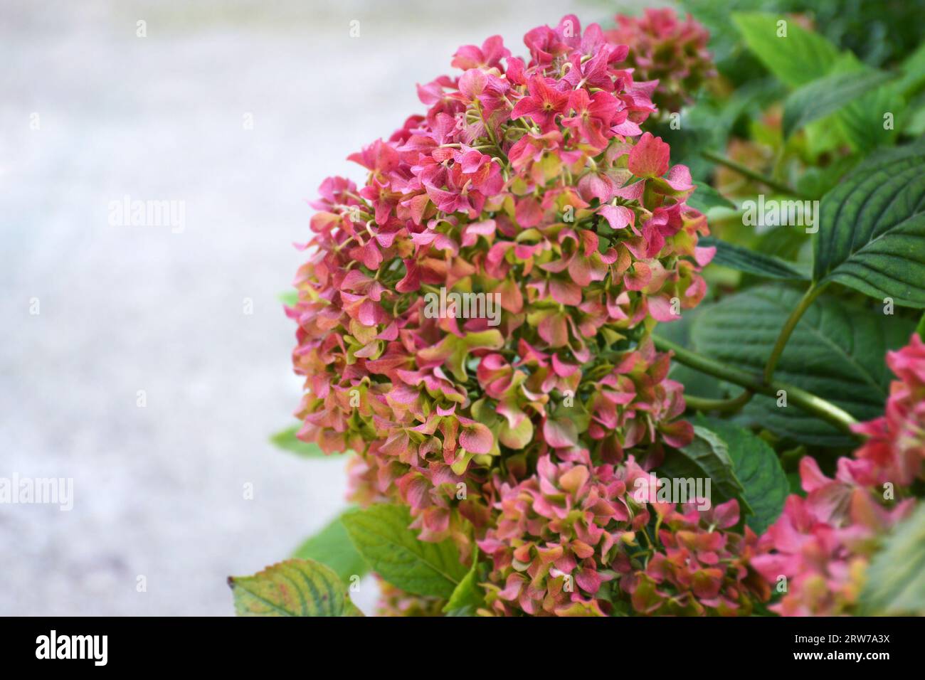 Changing colours of matured hydrangea flowers Stock Photo - Alamy