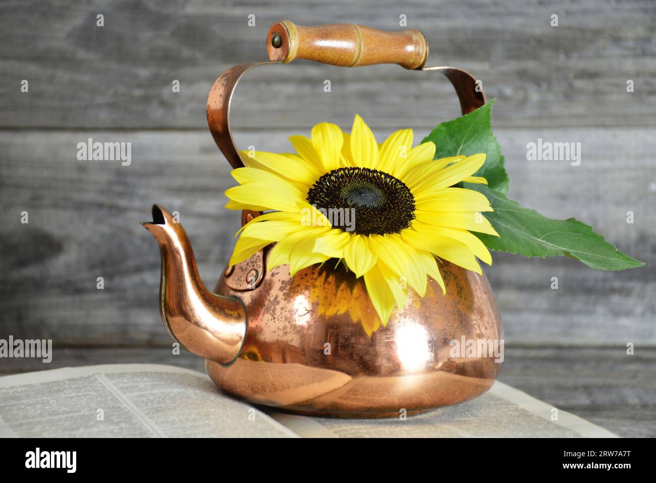 Sunflower in copper vintage teapot on wooden background. Autumn festive ...