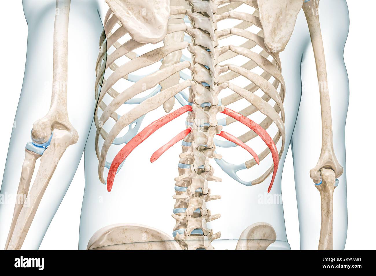 True Ribs Anatomy