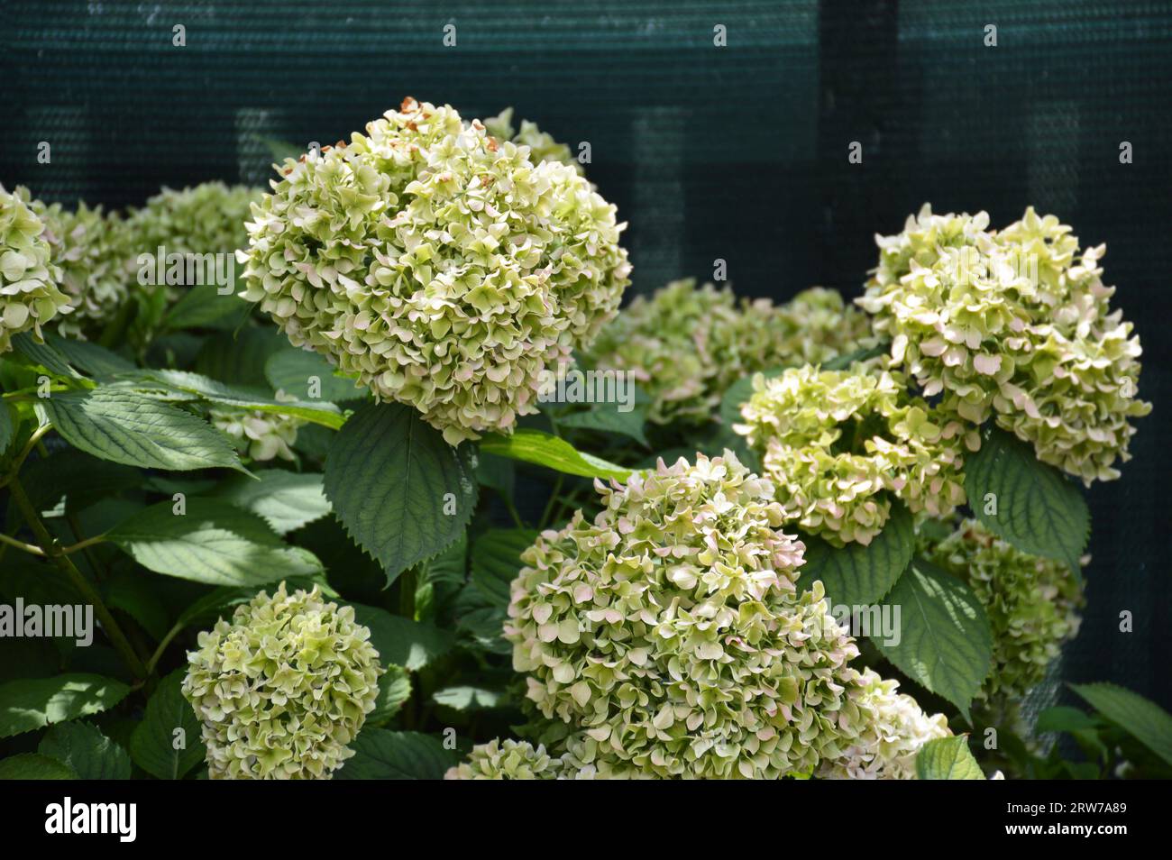 Green Hydrangea flowers. Changing colours of matured hydrangea flowers ...