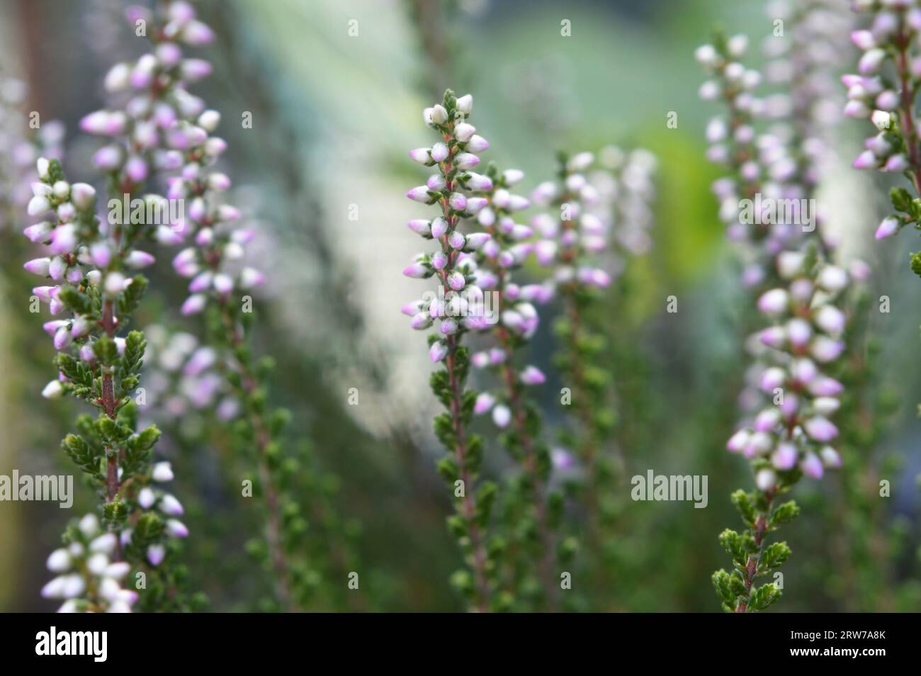 Calluna flowers hi-res stock photography and images - Alamy