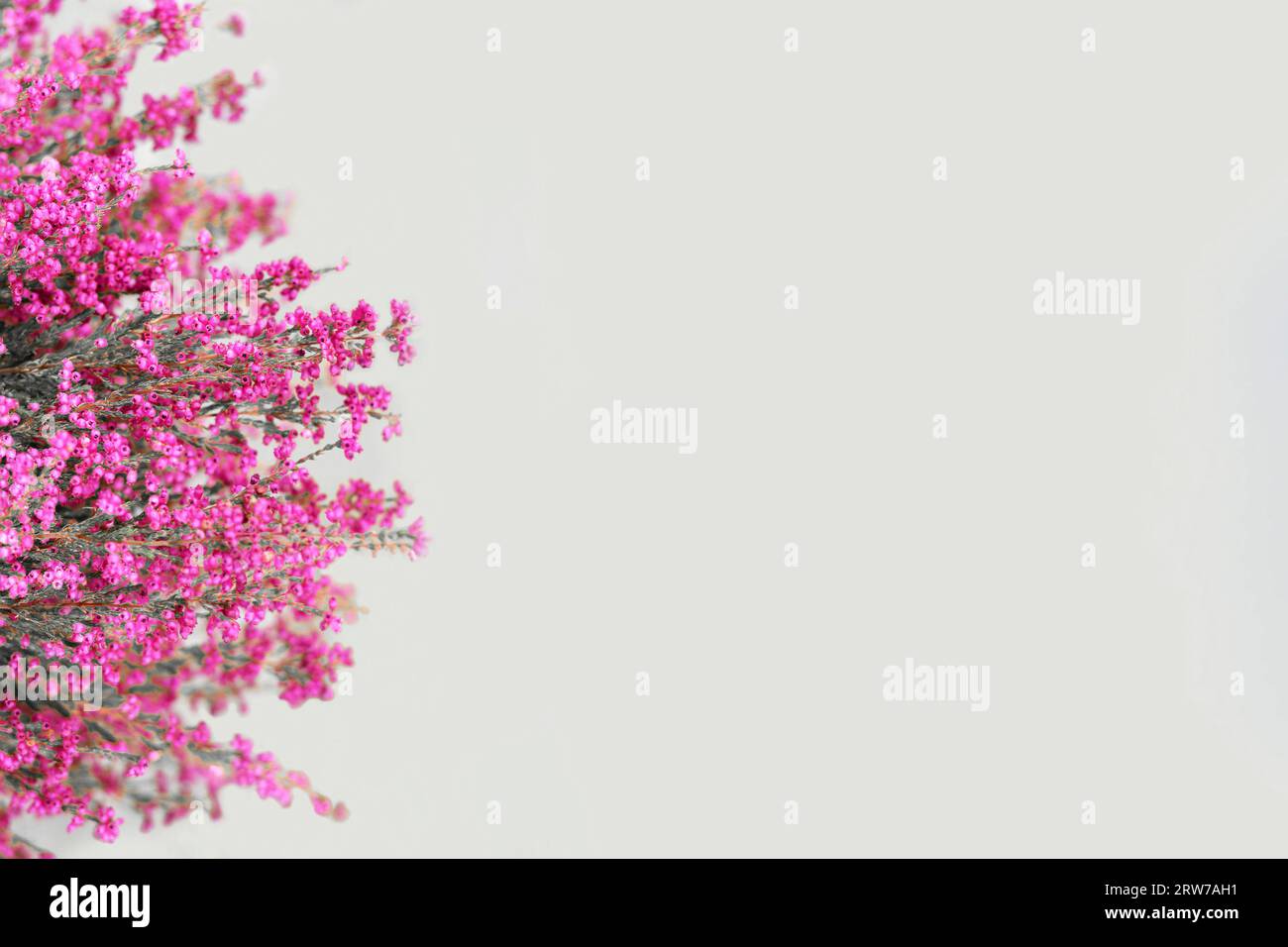 Erica flowers background with copy space Stock Photo - Alamy