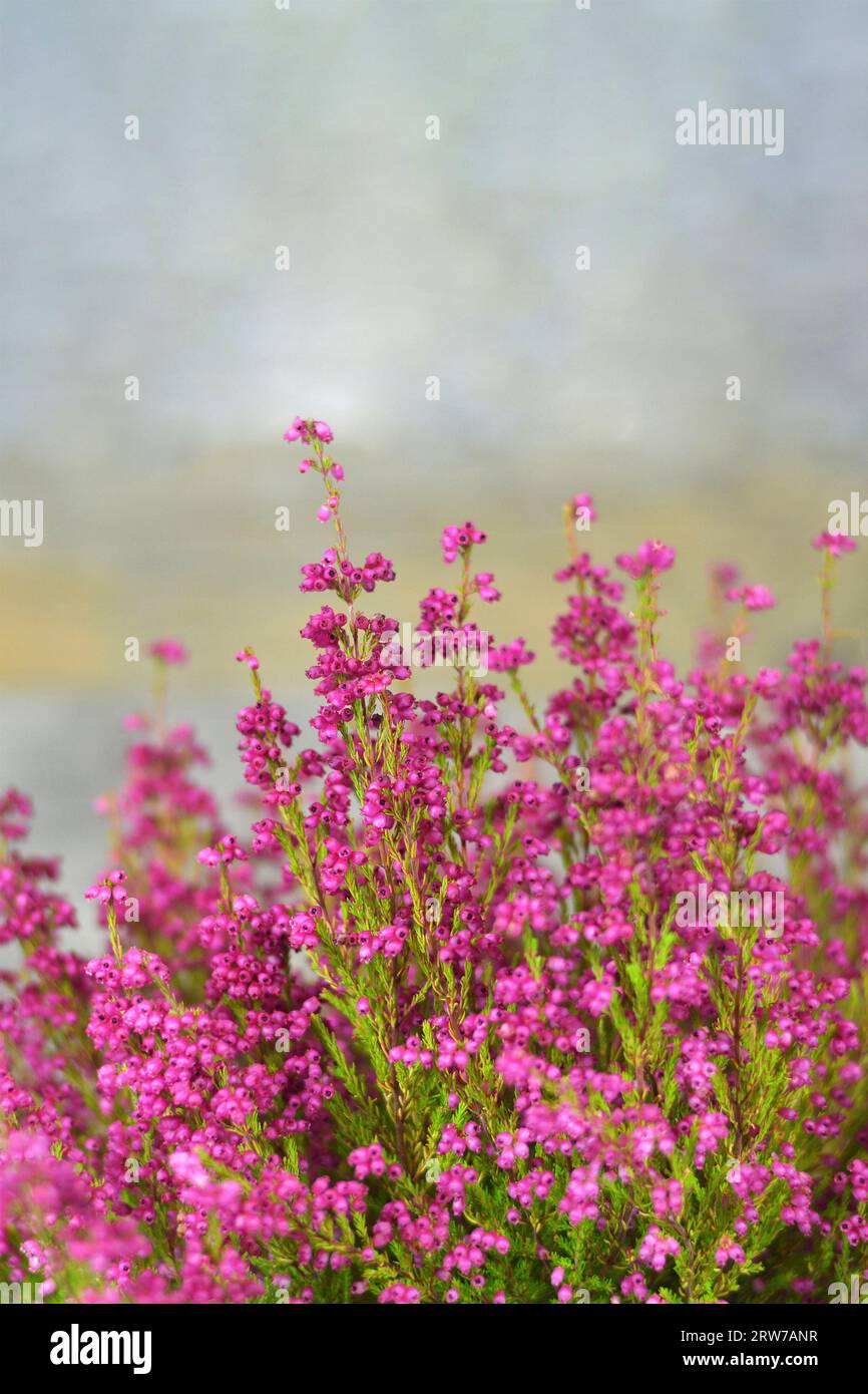 Erica flowers hi-res stock photography and images - Alamy