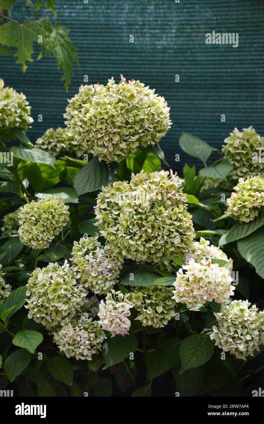 Green Hydrangea flowers in the garden. Changing colours of matured ...