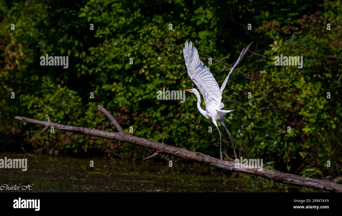 Rare to see in lake ontario hi-res stock photography and images - Alamy