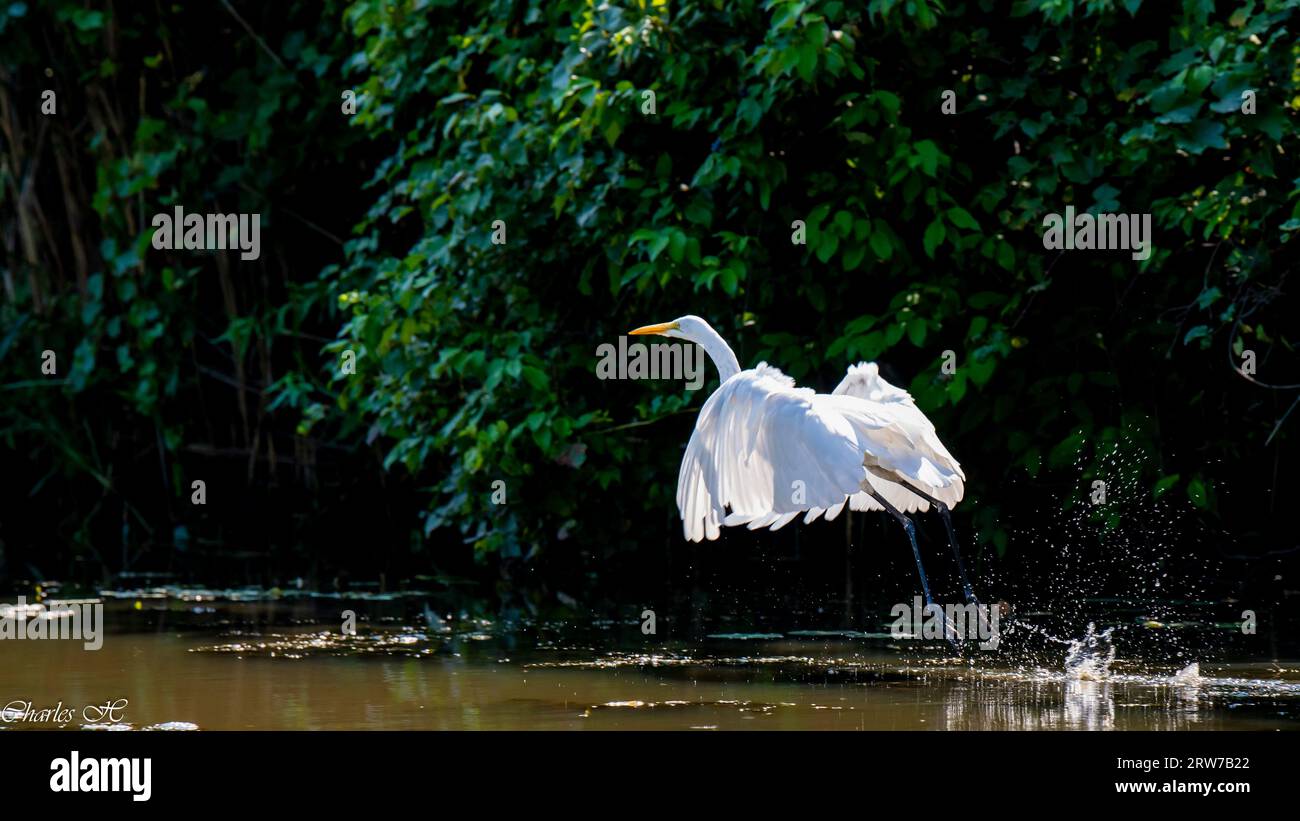 Rare to see in lake ontario hi-res stock photography and images - Alamy