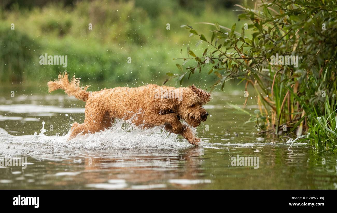 Dogs playing in river Stock Photo - Alamy