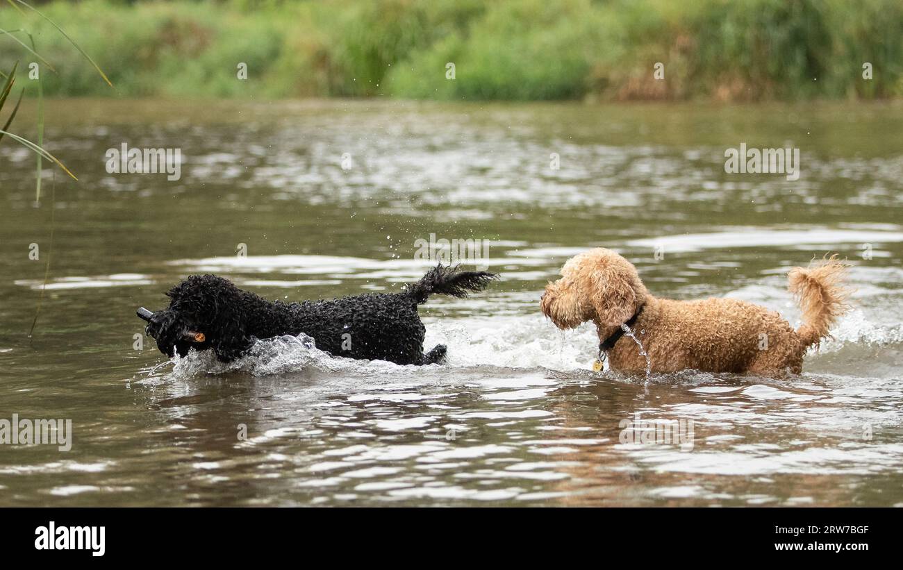Dogs playing in river Stock Photo - Alamy