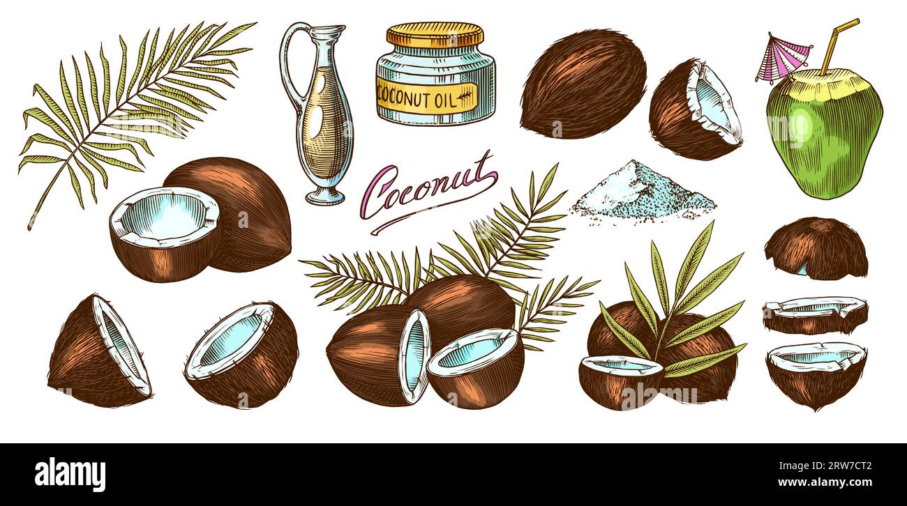 Coconut sketch. Tropical food and palm leaf. Retro ink style. Hand ...