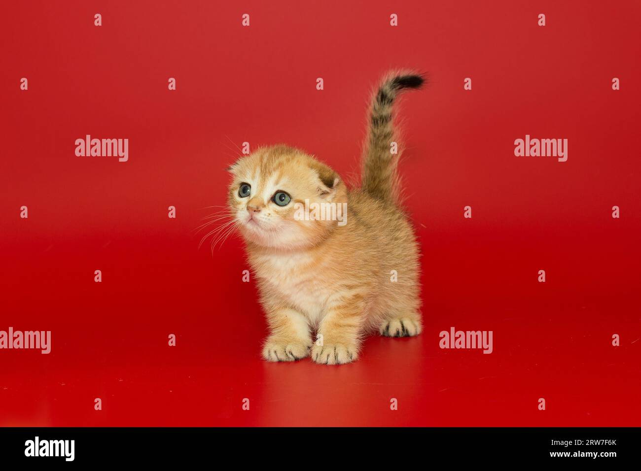 Short-legged, Scottish fold kitten, on a red background Stock Photo - Alamy