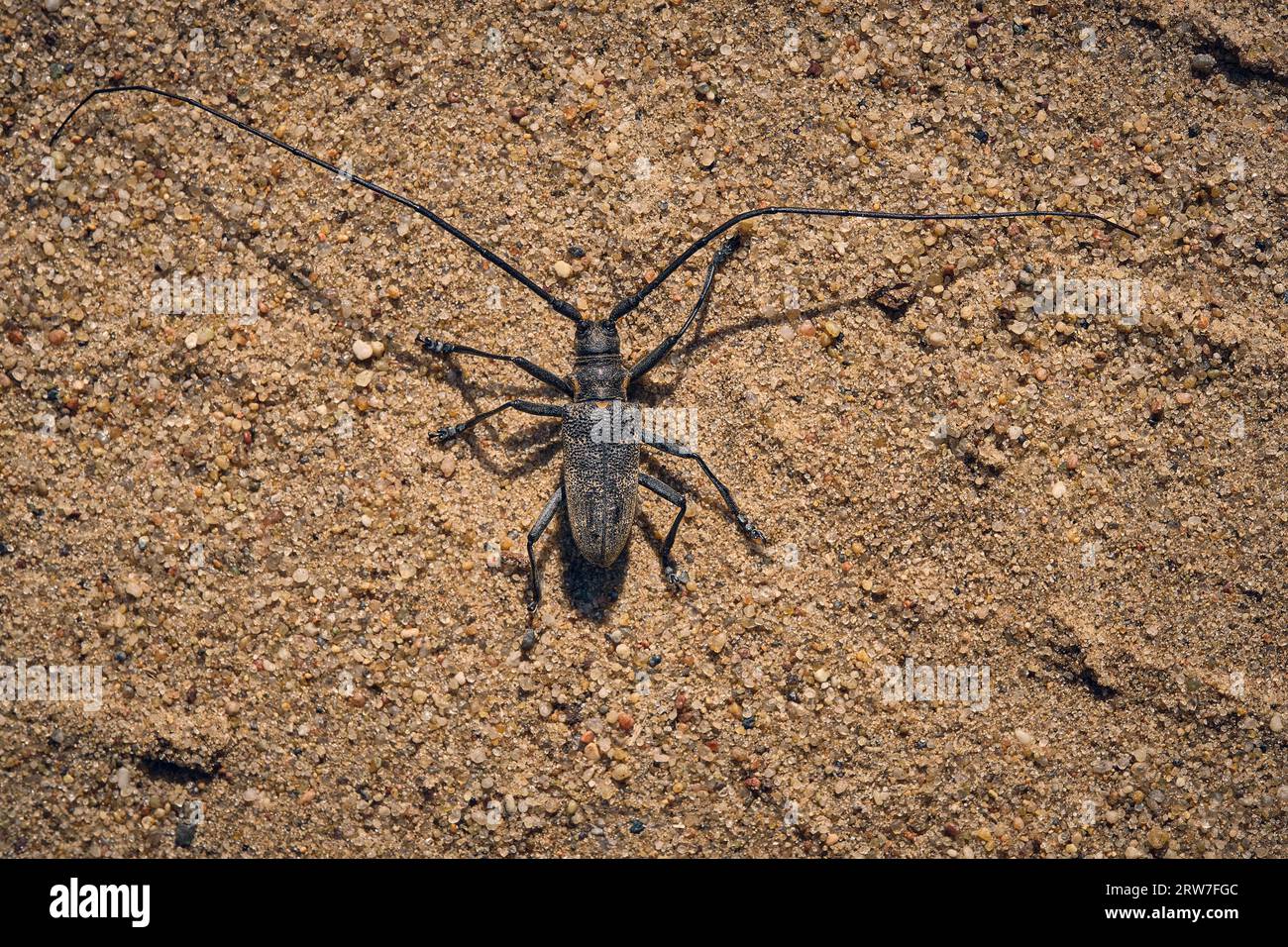 Black fir barbel sandy background.Eurasian species of large beetles ...