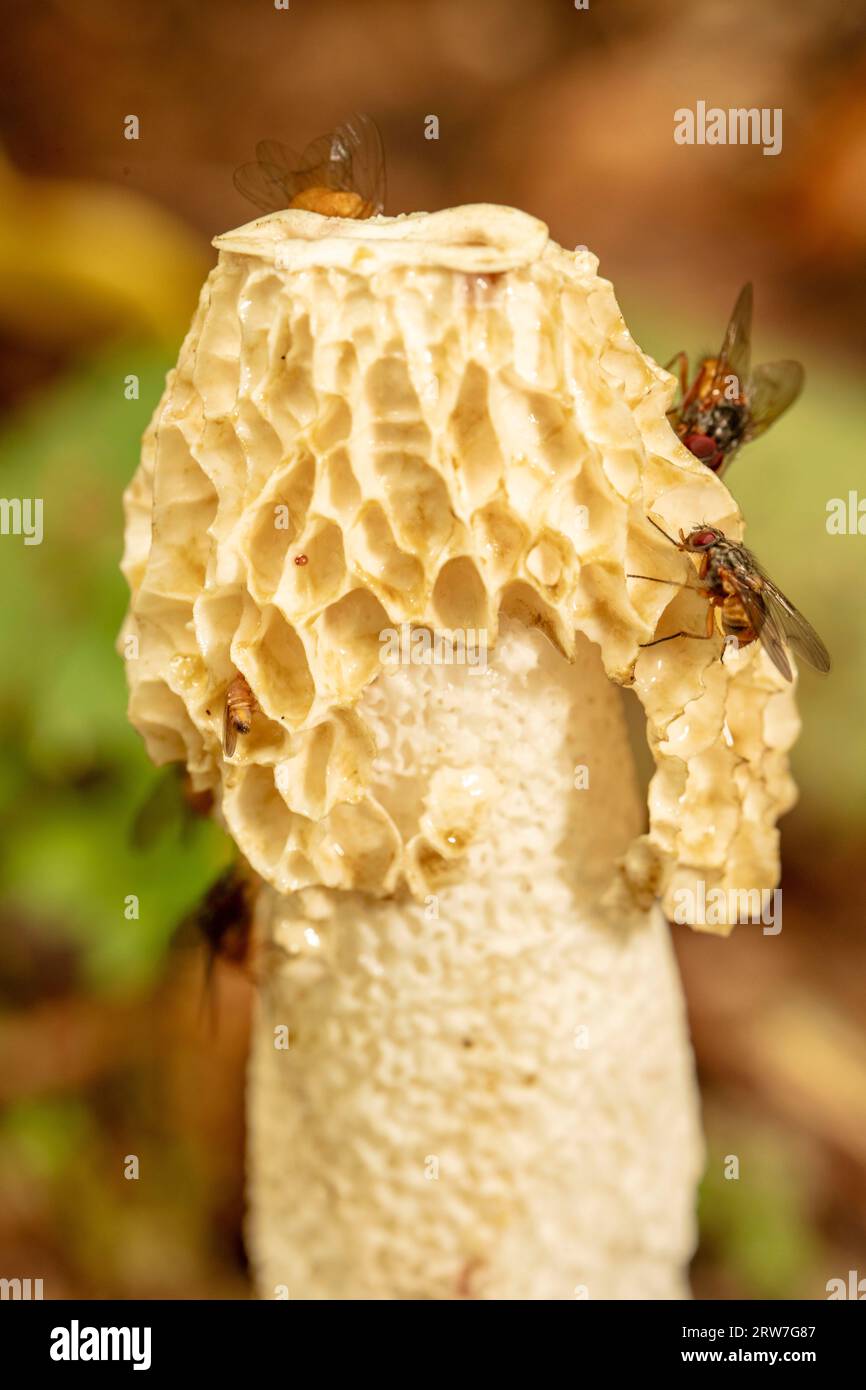 Natural close up fungi portrait of Stinkhorn, Phallaceae, in early ...