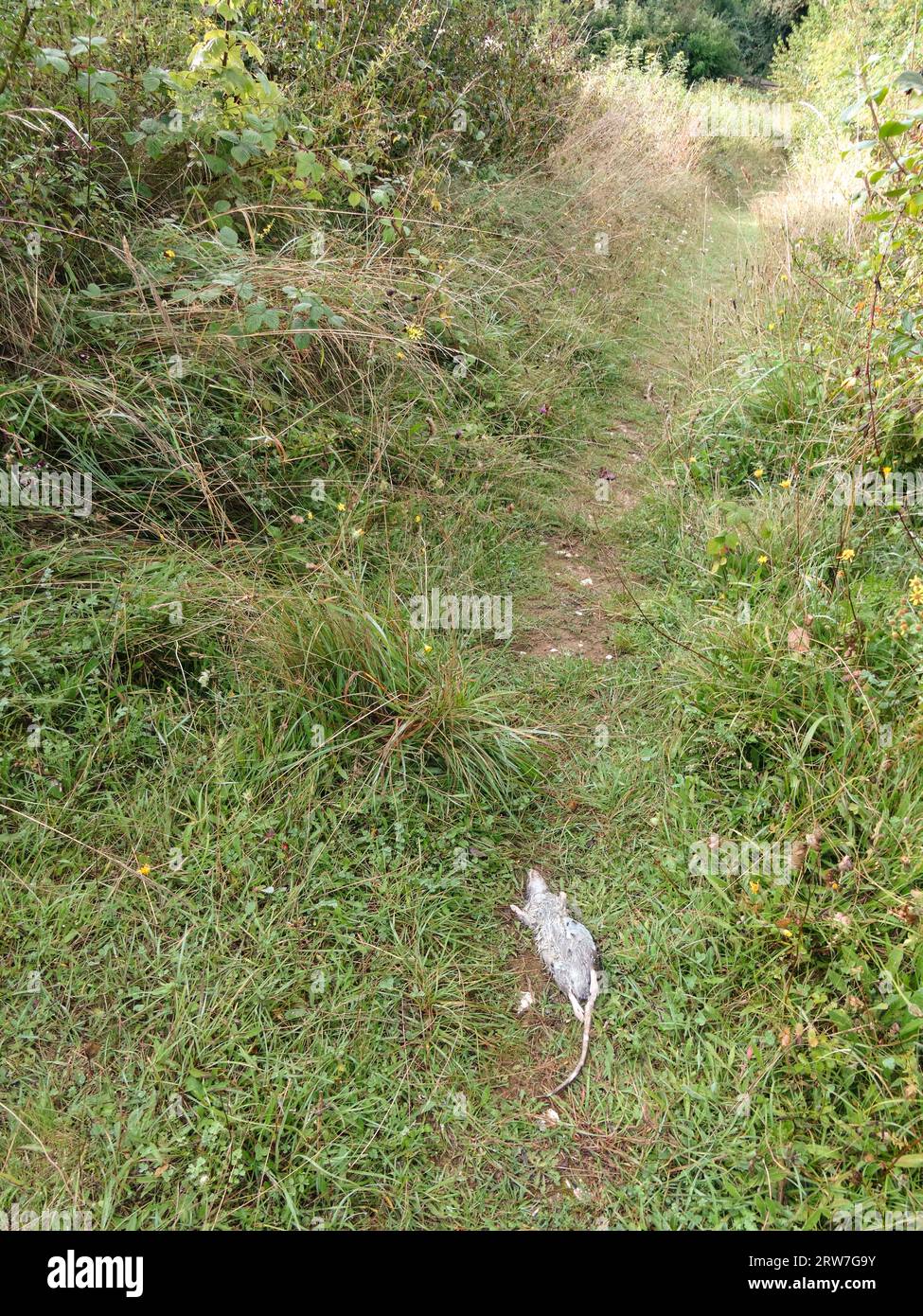 Dead rat bloating on a countryside path. Natural close up intimate ...