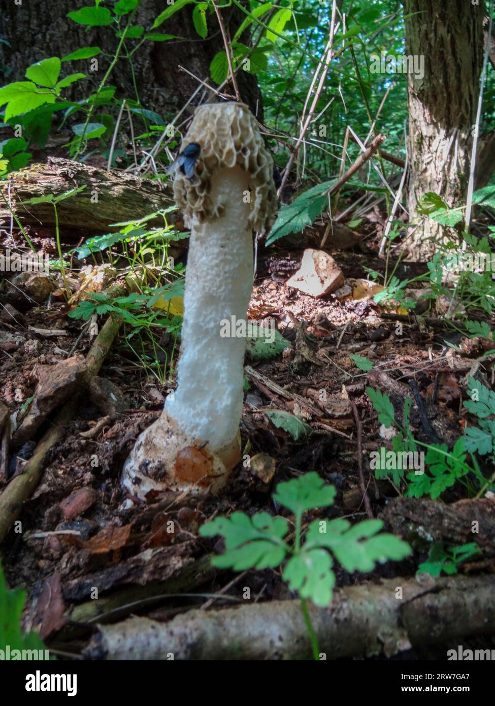 Natural close up fungi portrait of Stinkhorn, Phallaceae, in early ...