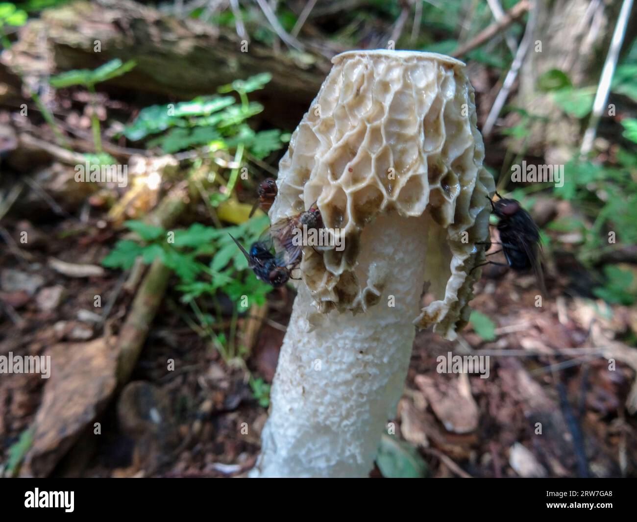 Natural close up fungi portrait of Stinkhorn, Phallaceae, in early ...
