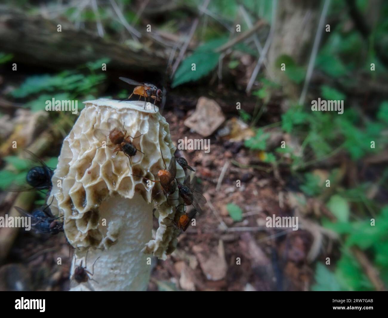 Natural close up fungi portrait of Stinkhorn, Phallaceae, in early ...