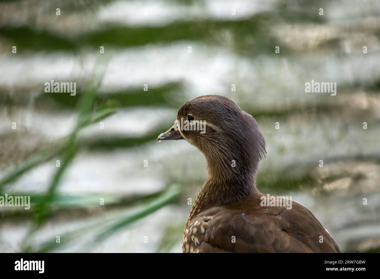A lovely female Mandarin Duck, Aix galericulata, sighted in Dublin's ...