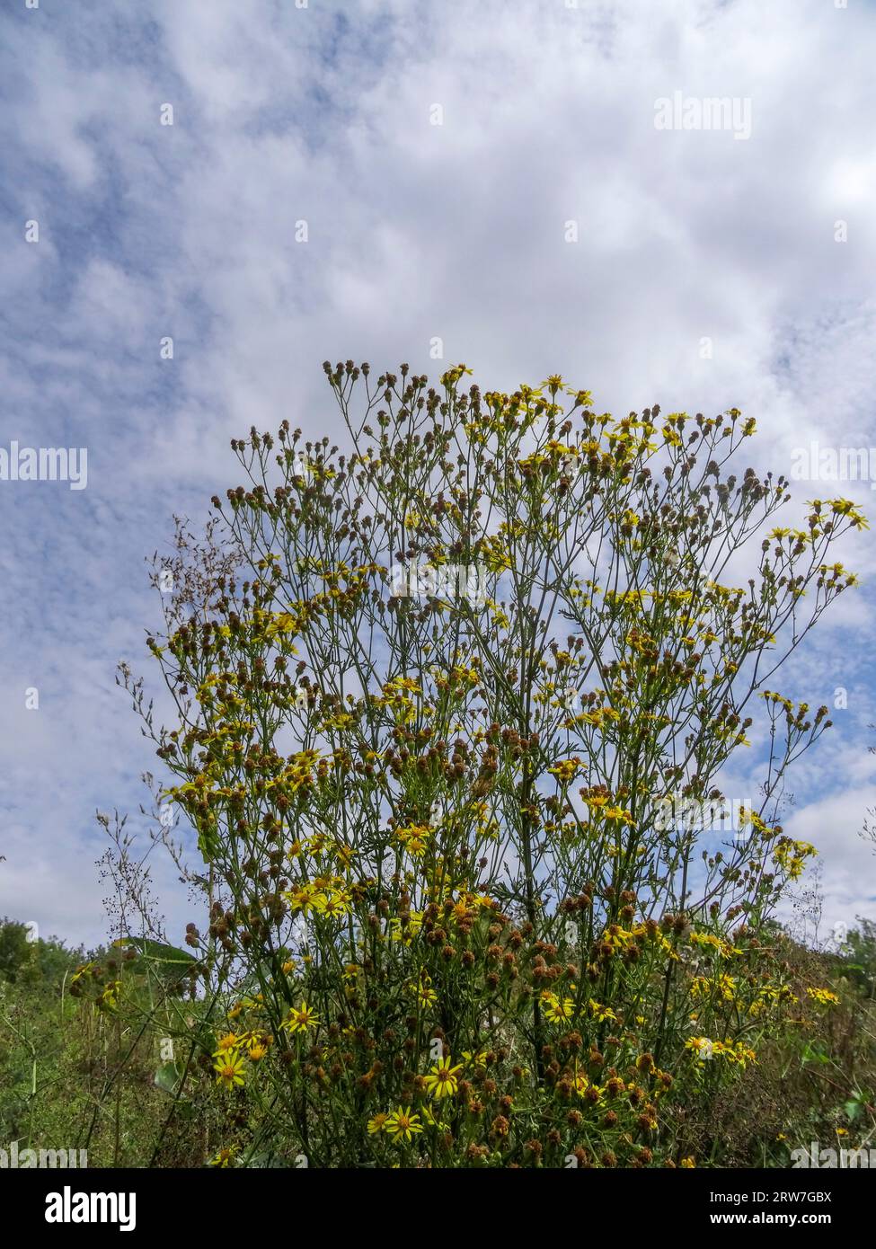 Intimate landscape portrait of the environmentally critical The Surrey ...
