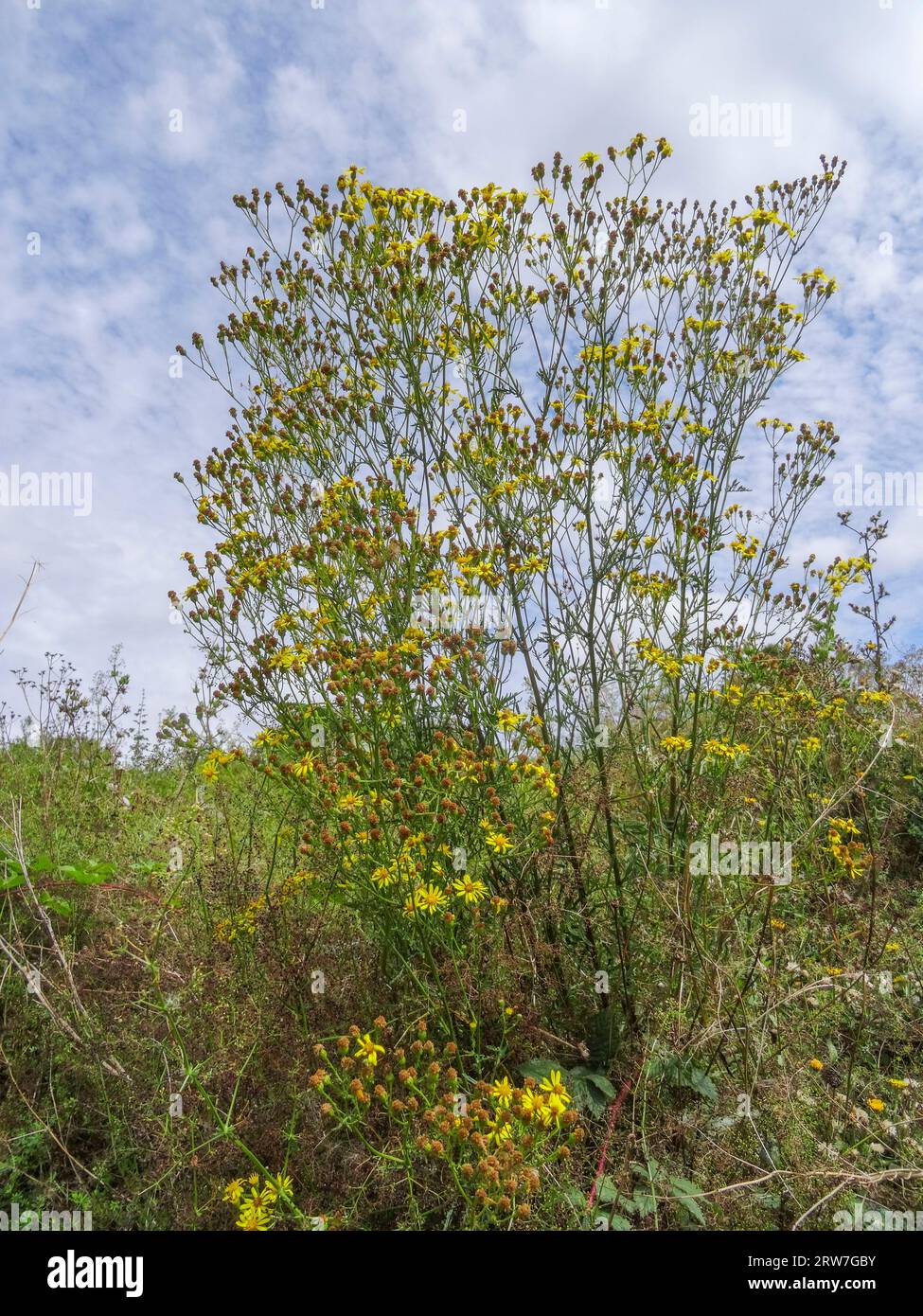 Intimate landscape portrait of the environmentally critical The Surrey ...