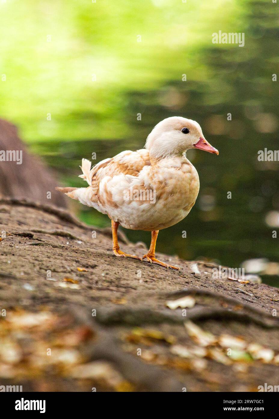 Rare albino Mandarin Duck, Aix galericulata, spotted in Dublin's ...