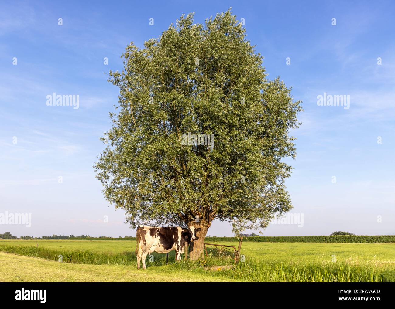 Cute cow under a tree in a field, eveningsun bright at sunset Stock ...