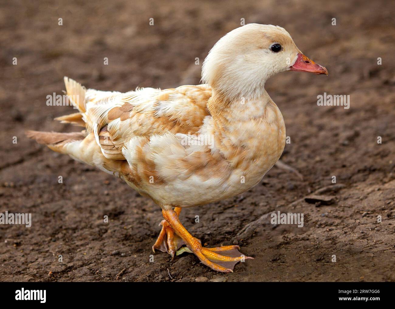 Rare albino Mandarin Duck, Aix galericulata, spotted in Dublin's ...