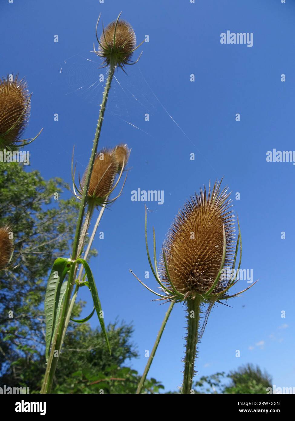 Stately and ornamental Teasel against a crisp blue sky in summer ...