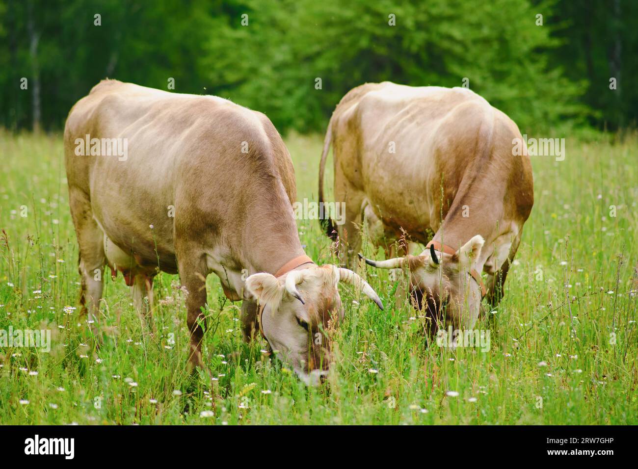 The cows are social animals and form close bonds with their herd mates ...